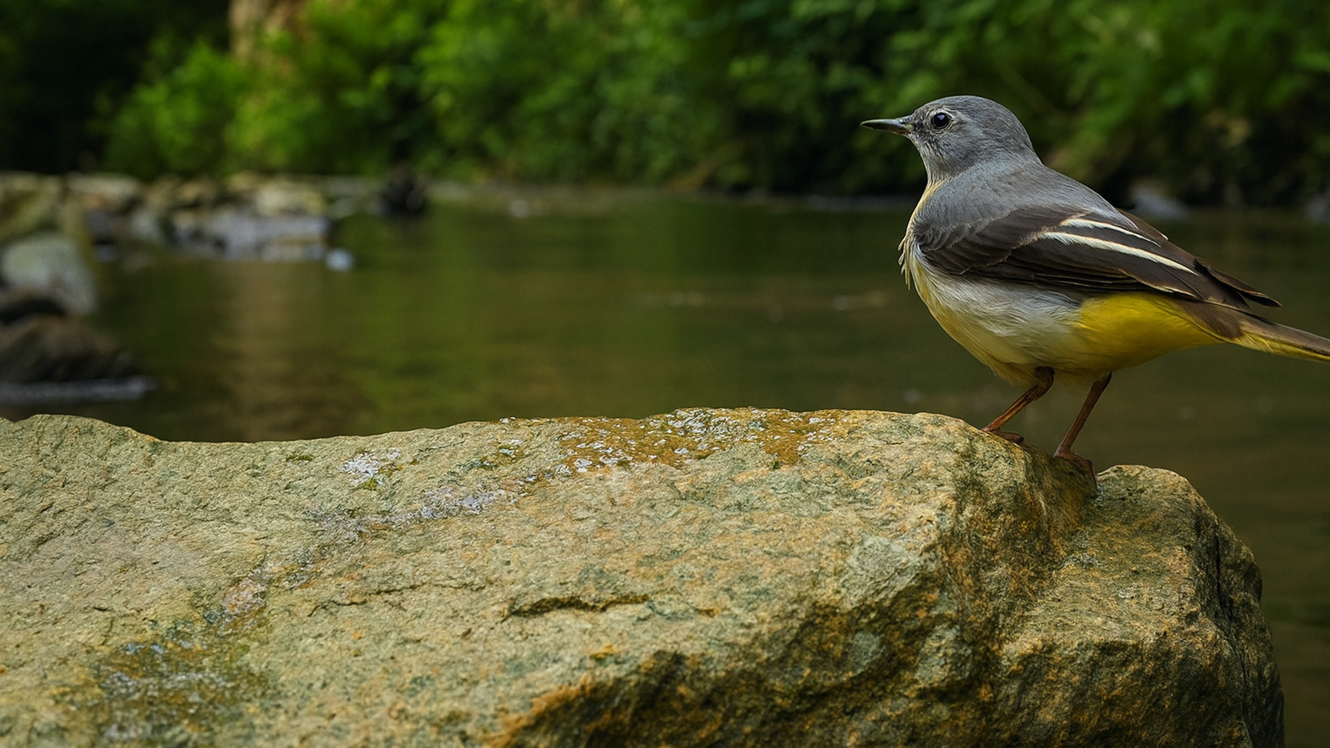 A moment by the stream