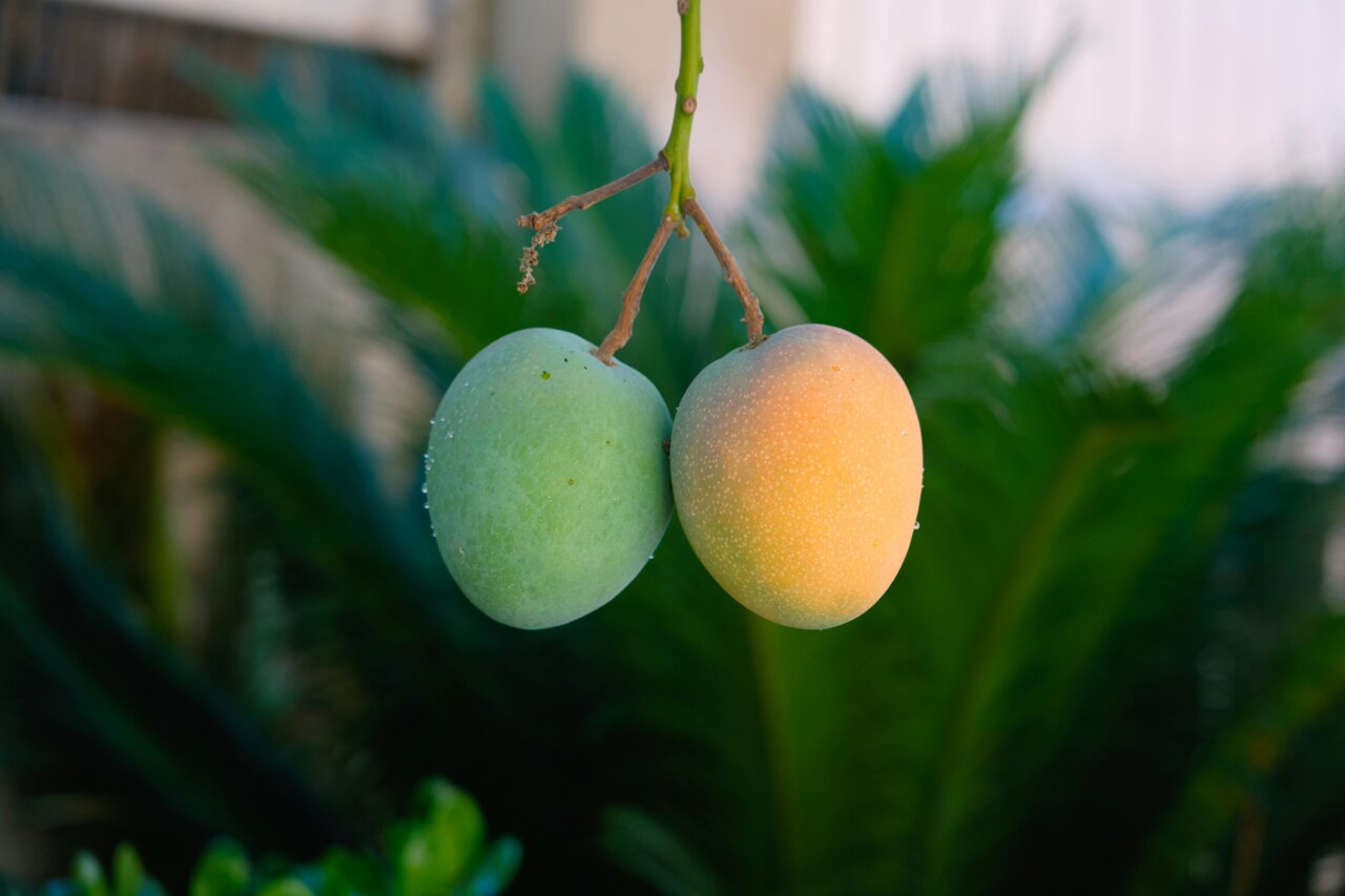 Why mangoes fall before they're ripe—and how science is helping them ...