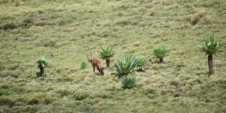 Africa's rarest carnivore: The story of the first Ethiopian wolf ever ...