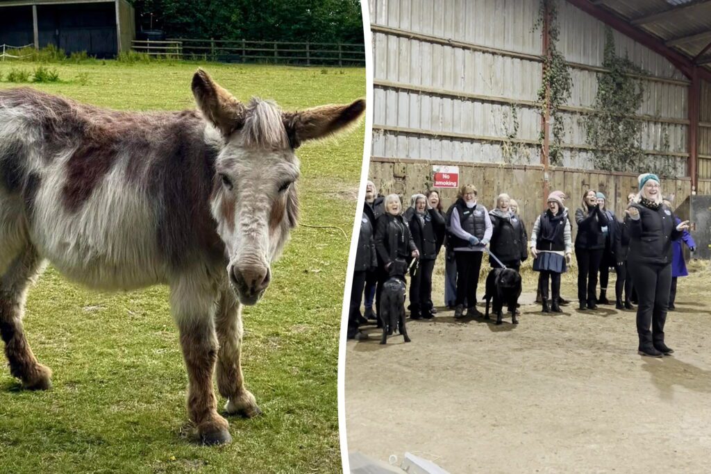 Donkey steals the show joining acapella group singing Christmas carols