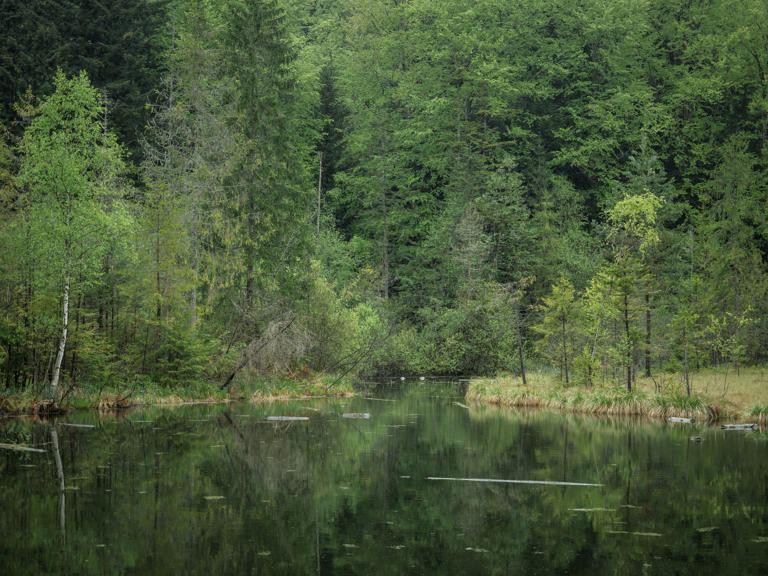 War-weary Ukrainians seek 'green' healing in their vast national parks