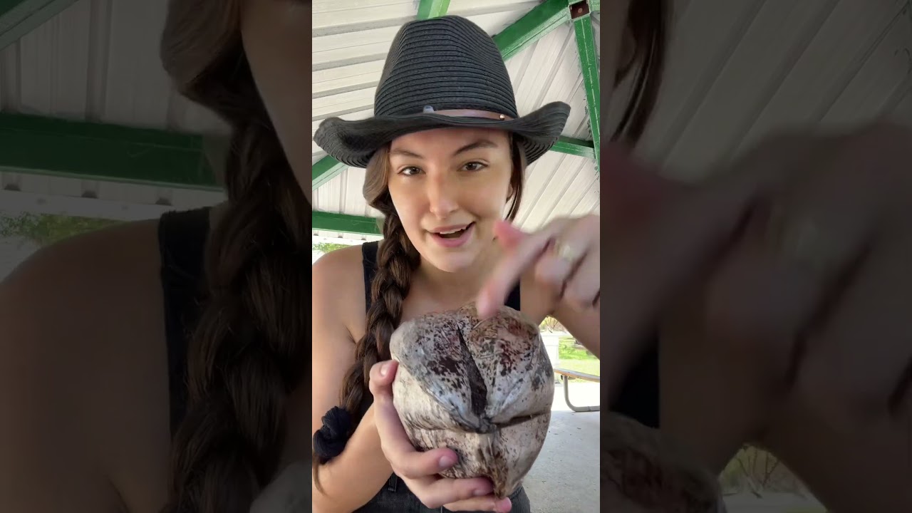 Opening a coconut Mythbuster style 😏 #rachelpizzolato #model #tallgirl ...