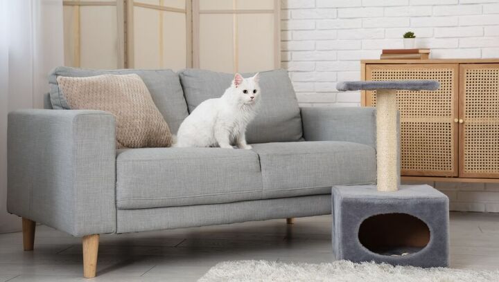 Why your cat still scratches the furniture—even with a scratching post