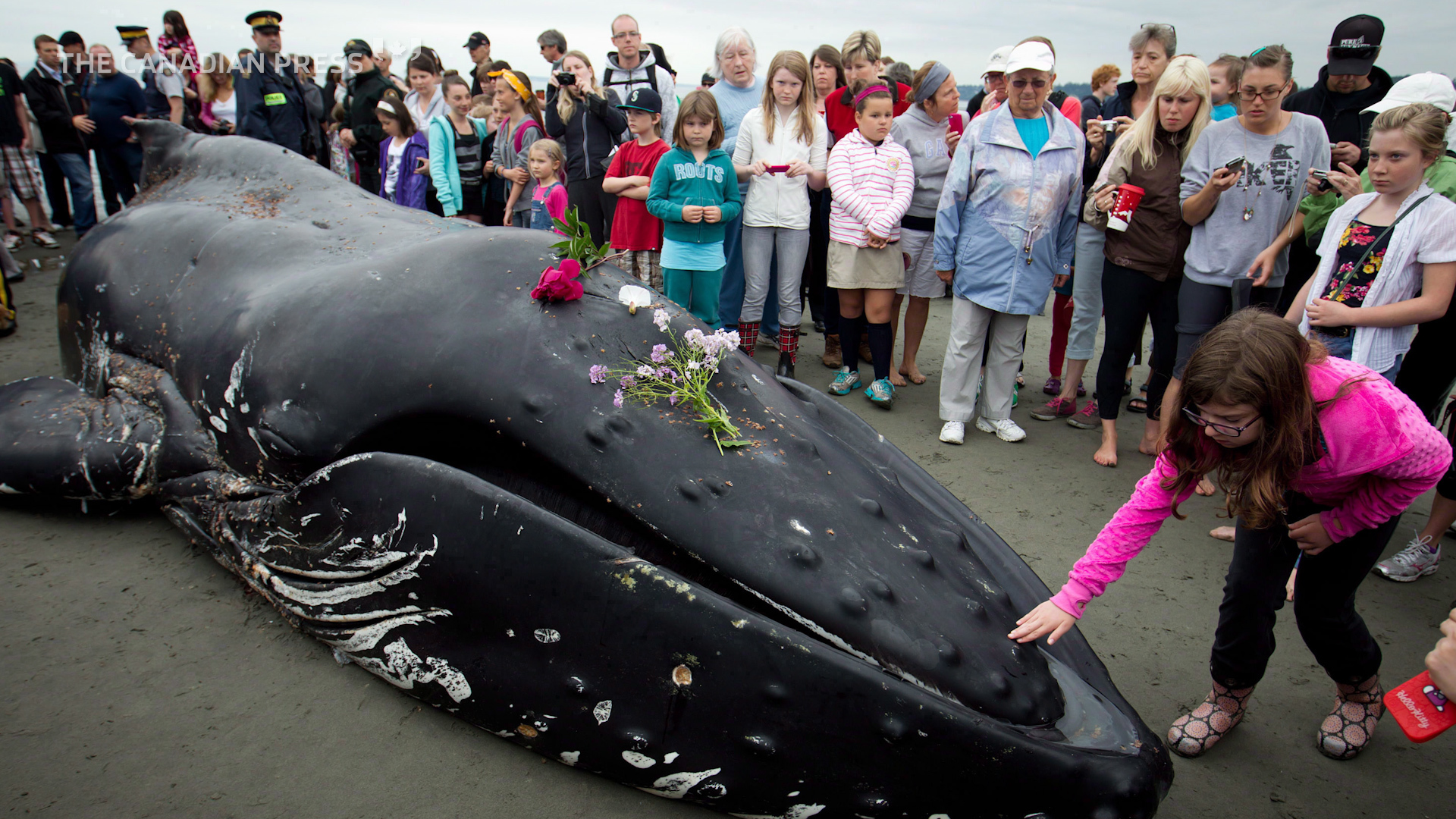 Whale coroner says job requires systematic approach and humility