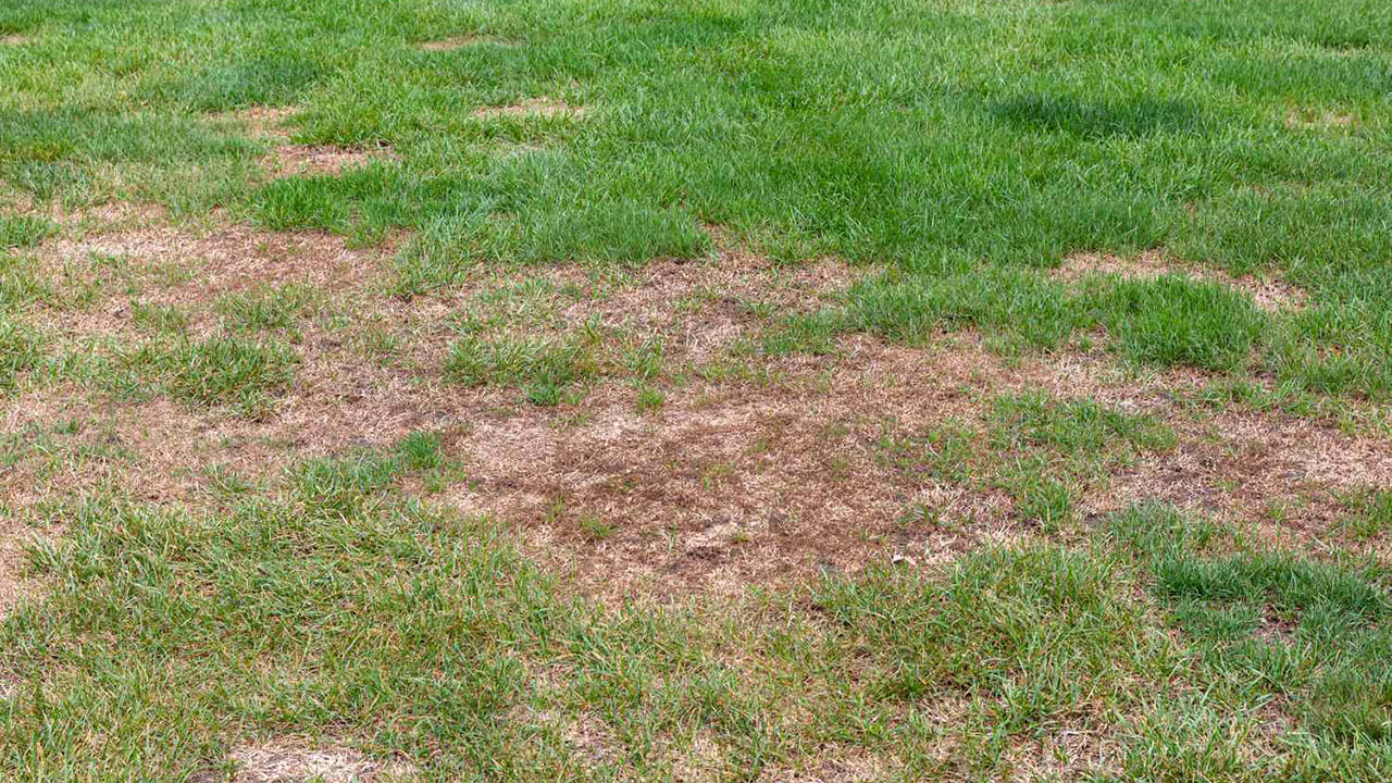 10 reasons why there are bare patches in your lawn