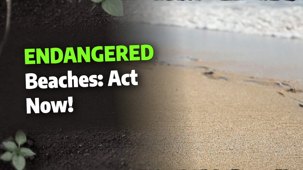 Nearly half of the beaches on Earth will disappear by the end of the ...