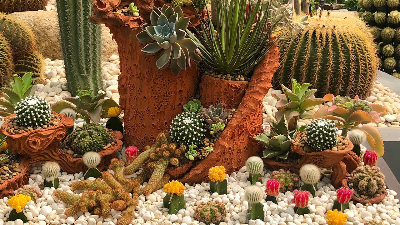 10 important gardening tips for growing cactus in your garden