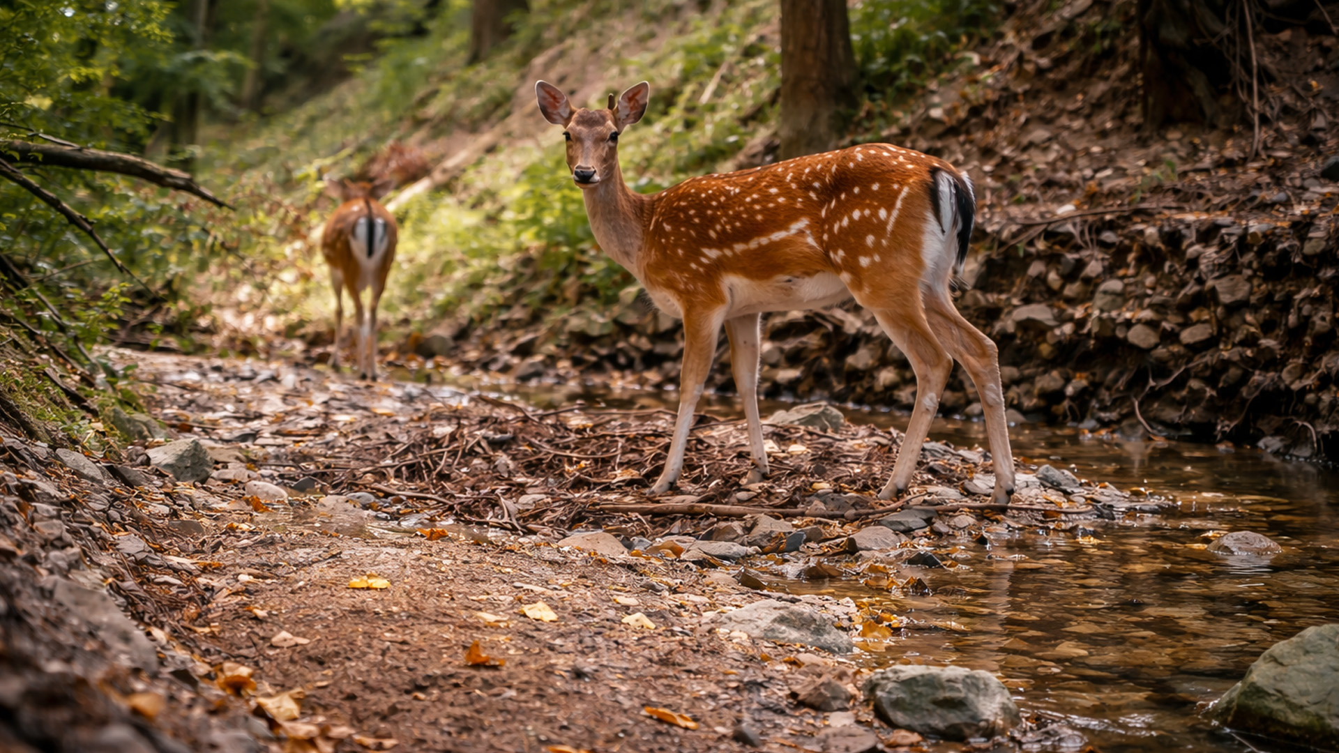 The river had visitors and the trail camera captured it all