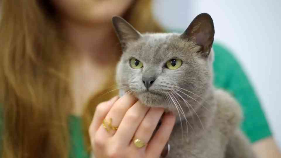 Cat’s lifesaving pacemaker surgery