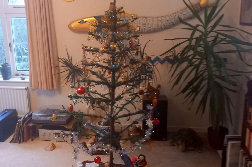 Britain's 'oldest Christmas tree' on display for 115th year in a row
