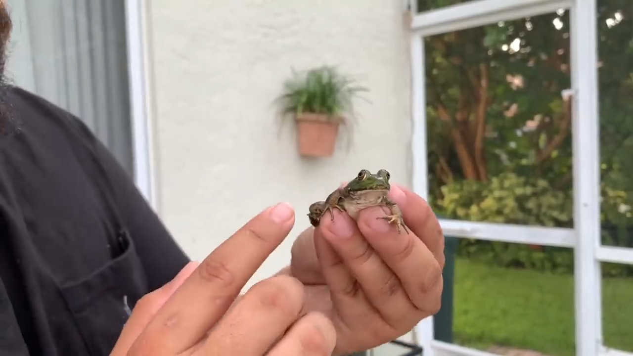 My pet bullfrog escaped the terrarium!