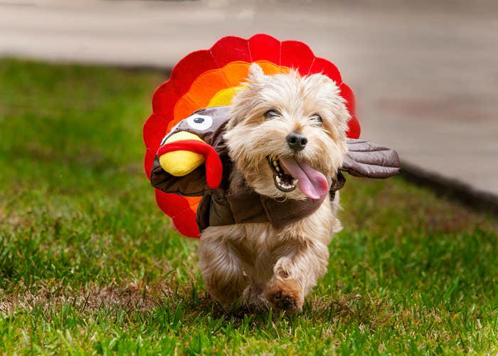 People are sharing the holiday traditions their family did that they ...