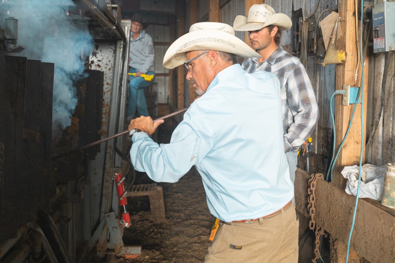 A civil war erupts over cattle branding in Nebraska