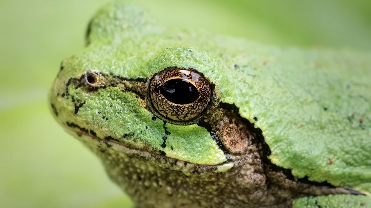 Why animal eyes look so weird