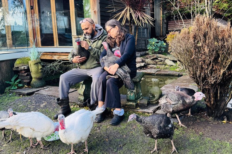 Bristol sanctuary rescues turkeys from Christmas slaughter