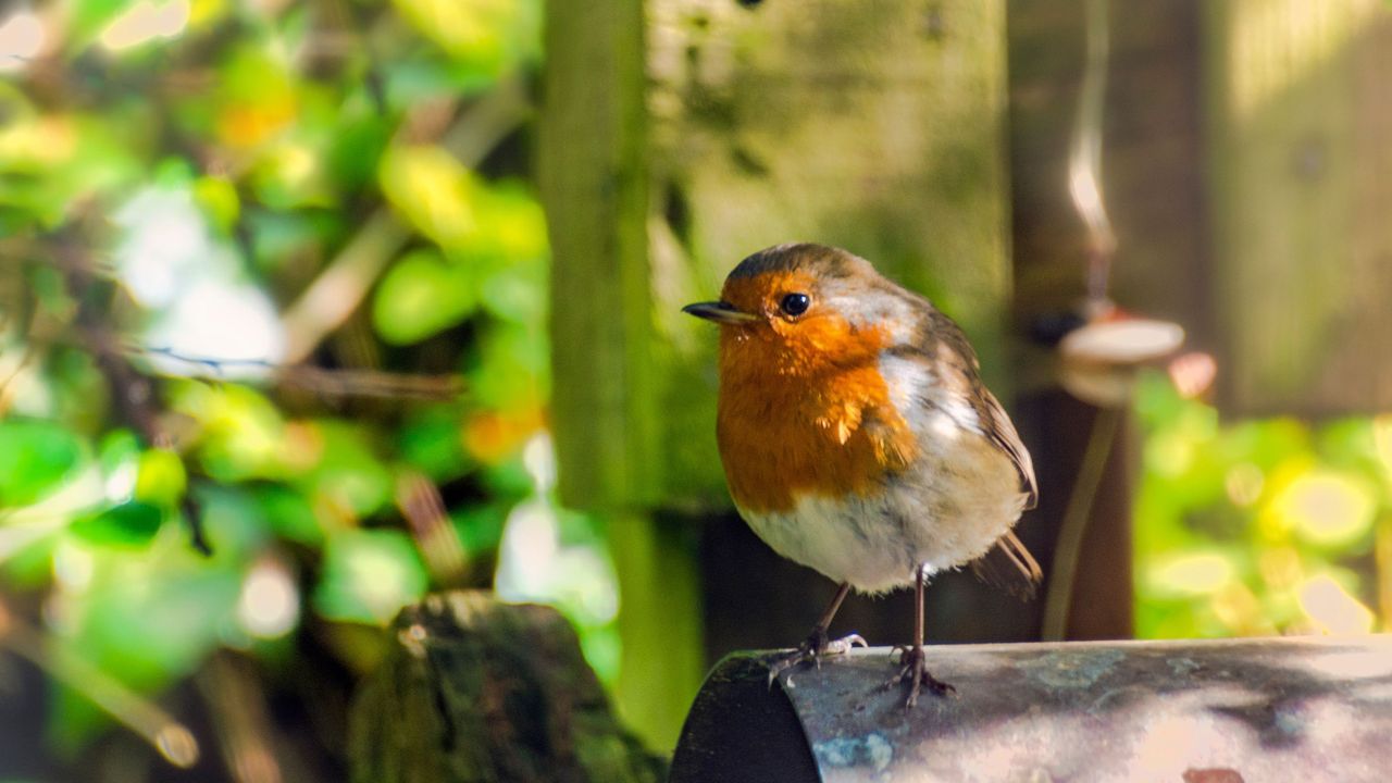 Wildlife experts want you to dig a patch of soil in your garden this ...