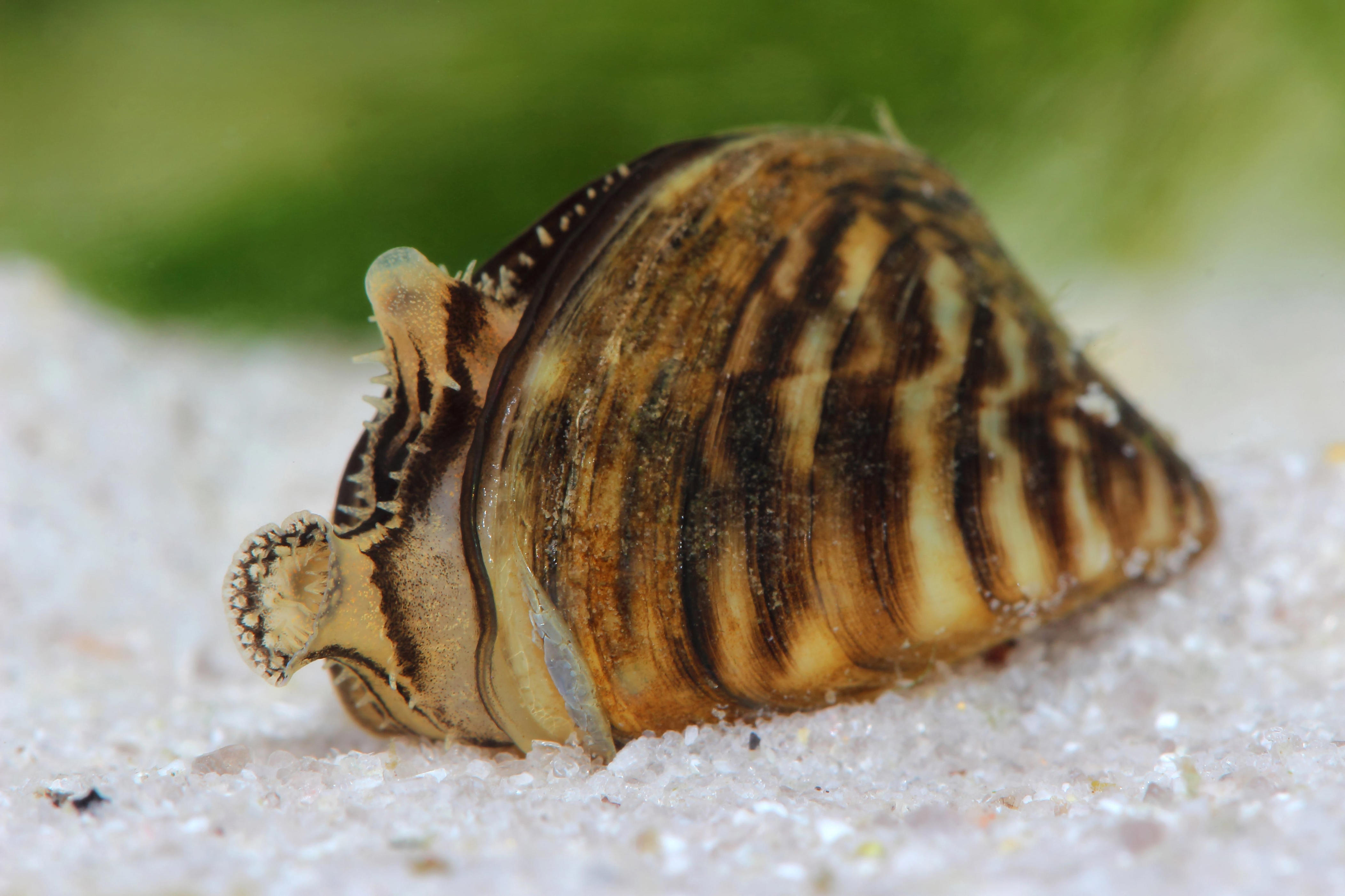Zebra mussels were found in the Des Moines River. Why Iowa DNR isn't ...