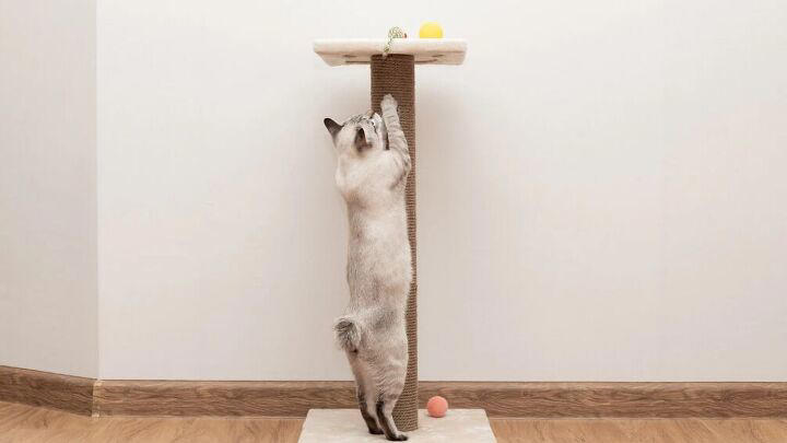 Why your cat still scratches the furniture—even with a scratching post