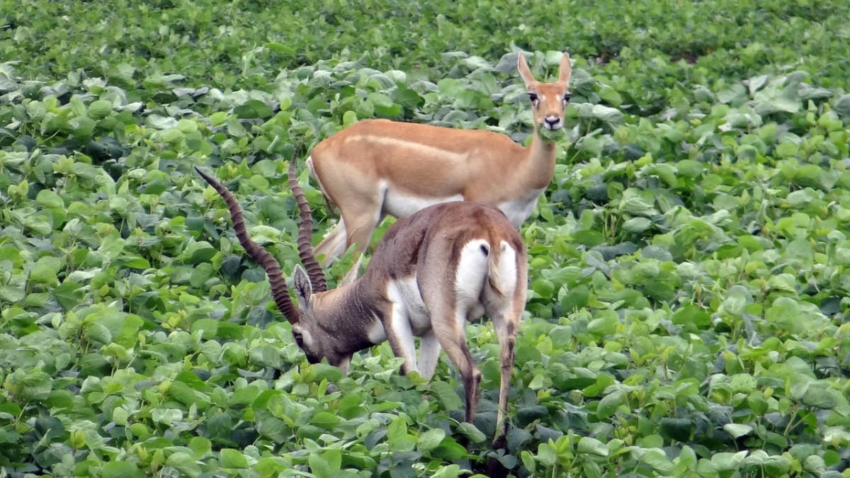 Three Rare Blackbucks Found Shot Dead In Karnataka's Chikkkamgalur ...