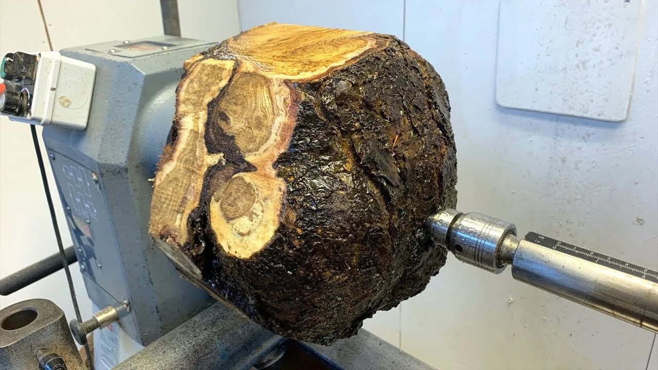 Why this tree wart was too good to ignore