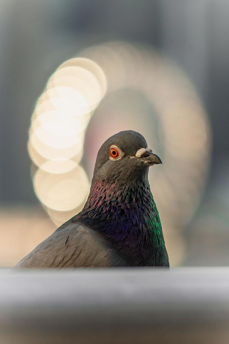 Aylesbury teen announced as runner-up in national wildlife photography ...