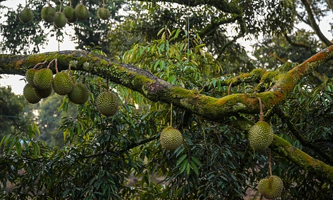 Malaysia seizes 1.2 tonnes of drugs from lab hidden in Penang durian ...