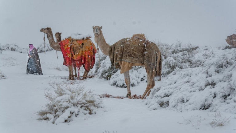 Rare snowfall in Saudi deserts leaves camels confused: Can they deal ...