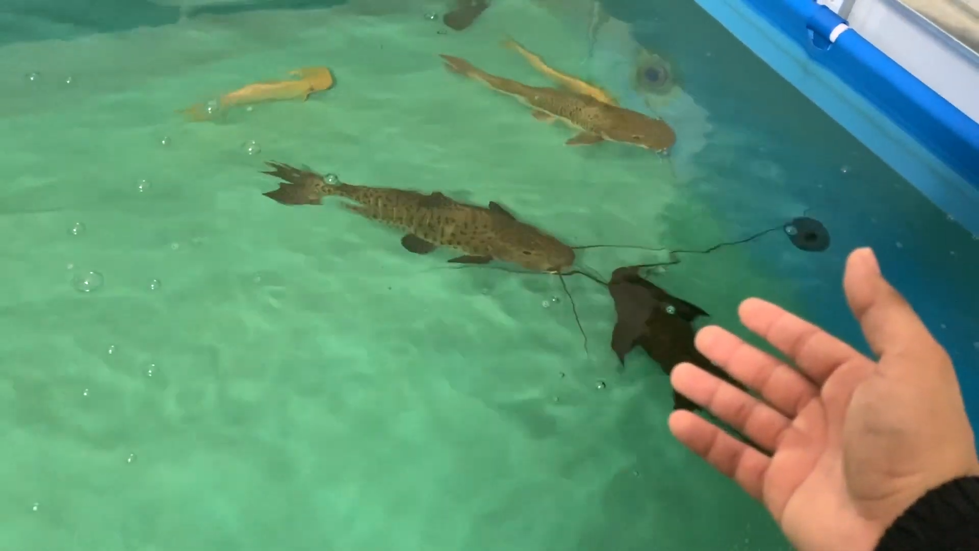 Giant quarantine tank setup for new monster fish