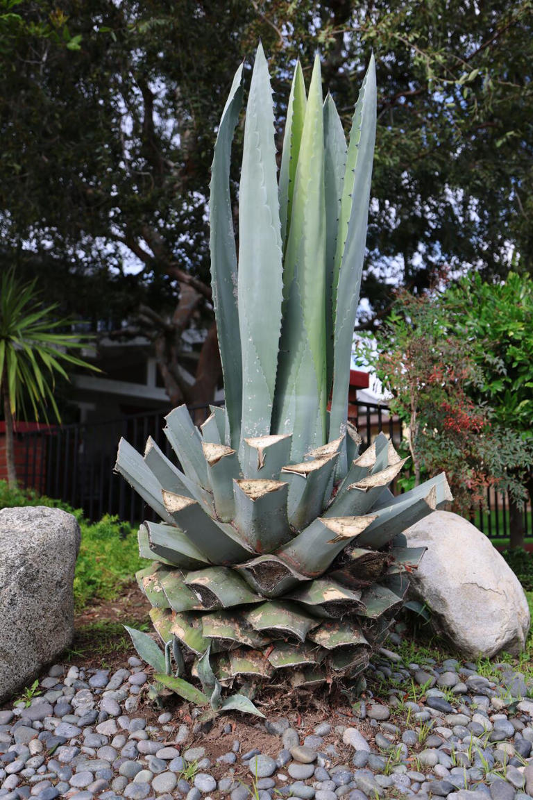 SoCal agave owners have been hacked. What are thieves doing with those ...