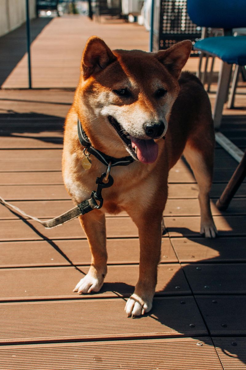 9 dog breeds that were once mocked but are now trendy pets