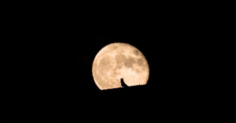A brighter-than-usual wolf moon will light up January 2026 skies — here ...