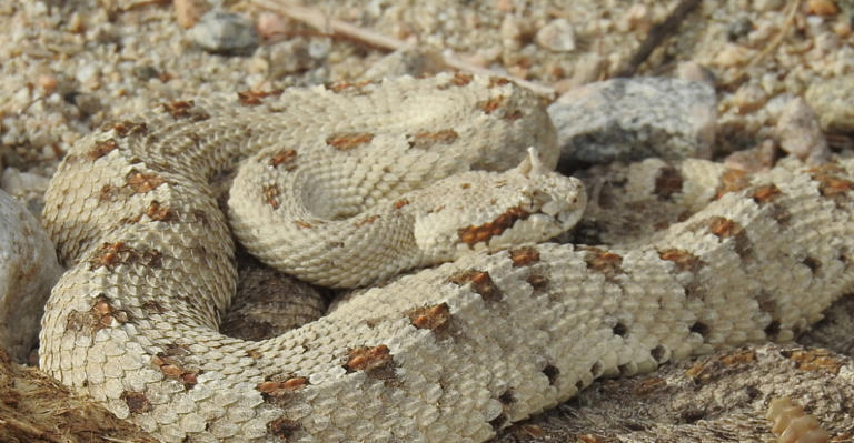 10 incredible animals that thrive in America’s Death Valley National Park