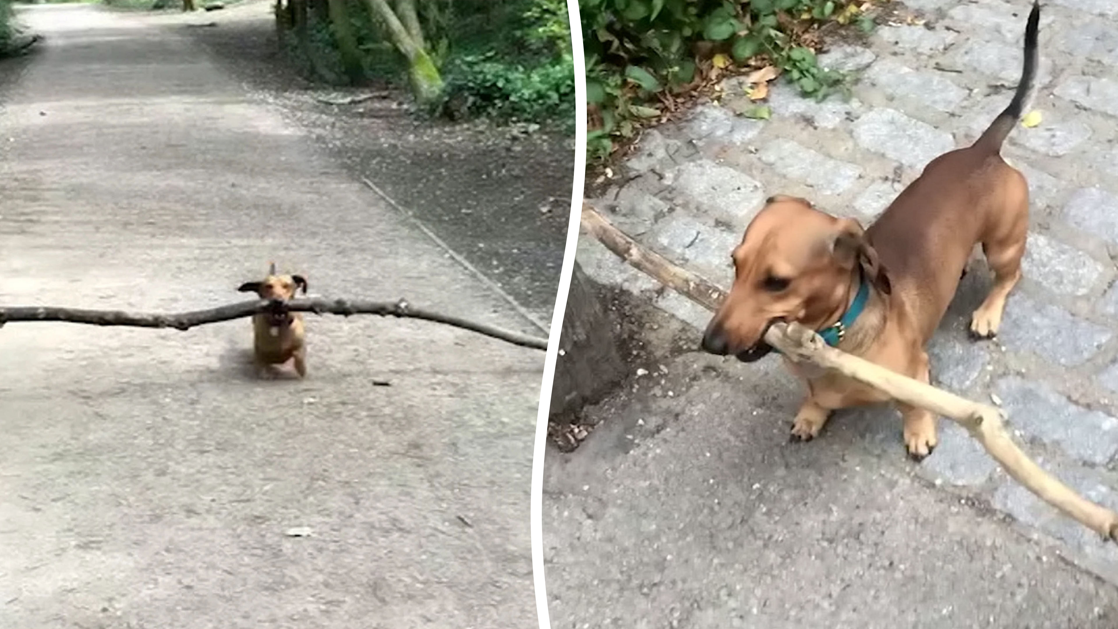 Entzückender Dackel liebt Big Sticks