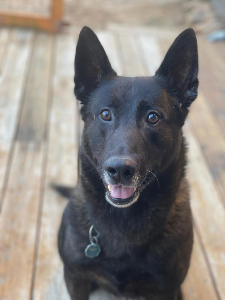 BPD K-9 Thaddeus gets official retirement with his longtime handler
