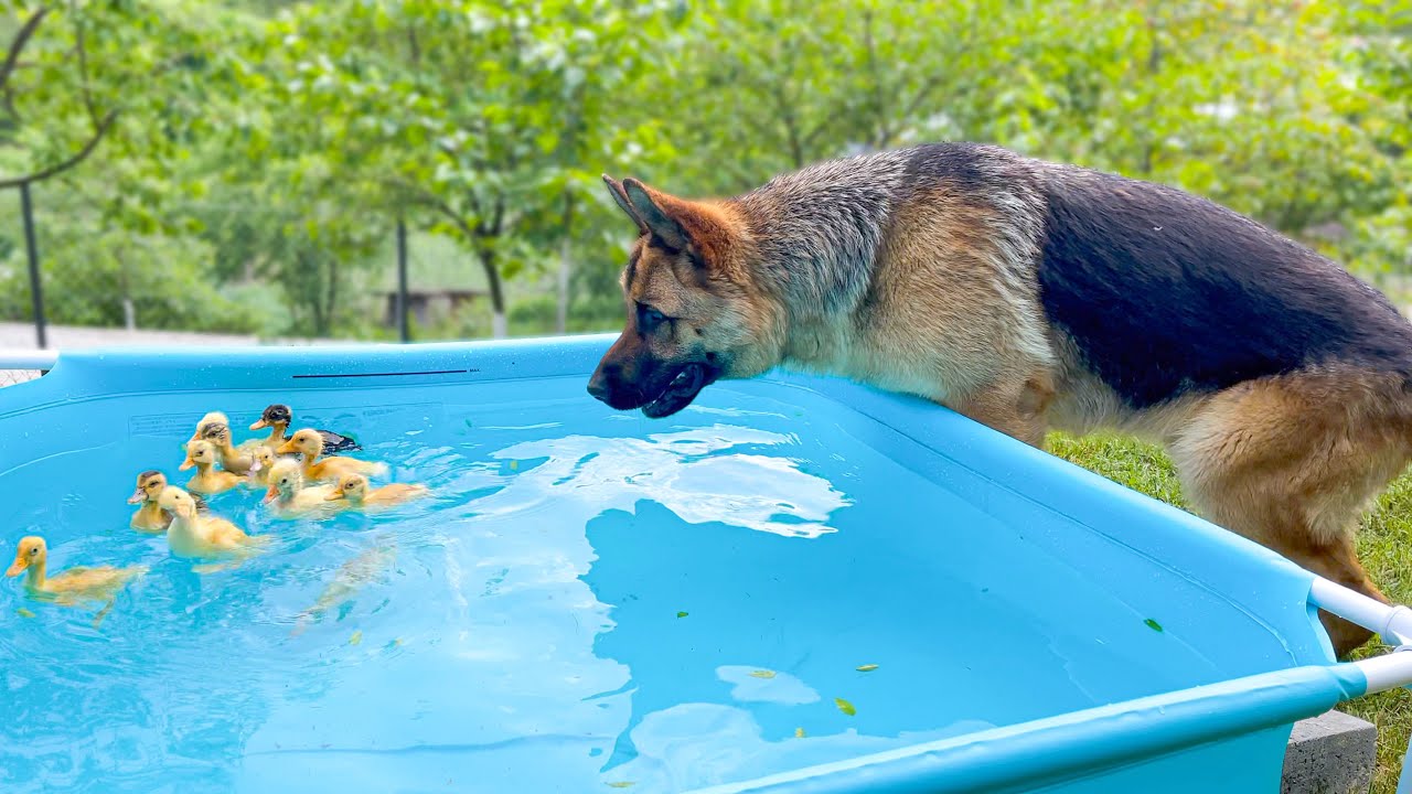 German shepherd reacts to baby ducklings bathing