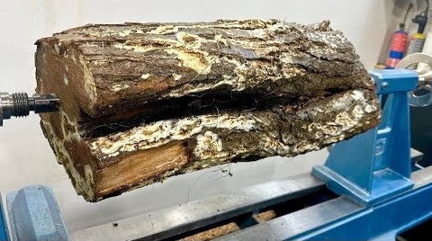 What was found inside a rotten hawthorn log?