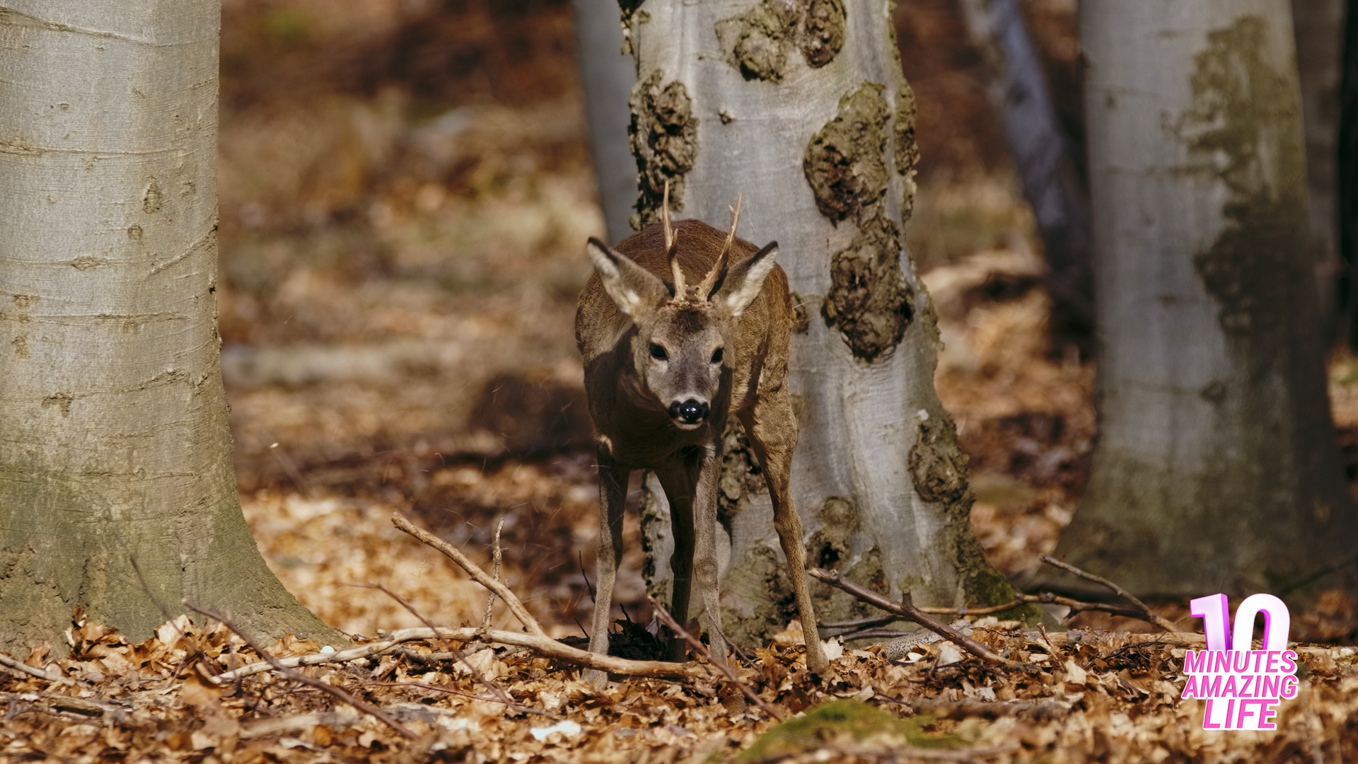 I captured a calm moment with a forest deer