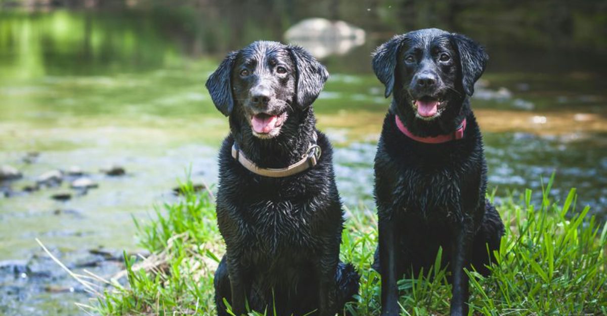 10 dog breeds that love water – until it's bath time
