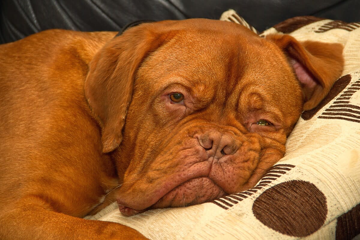 Privileged dog hilariously refuses to sit until humans remove plastic ...