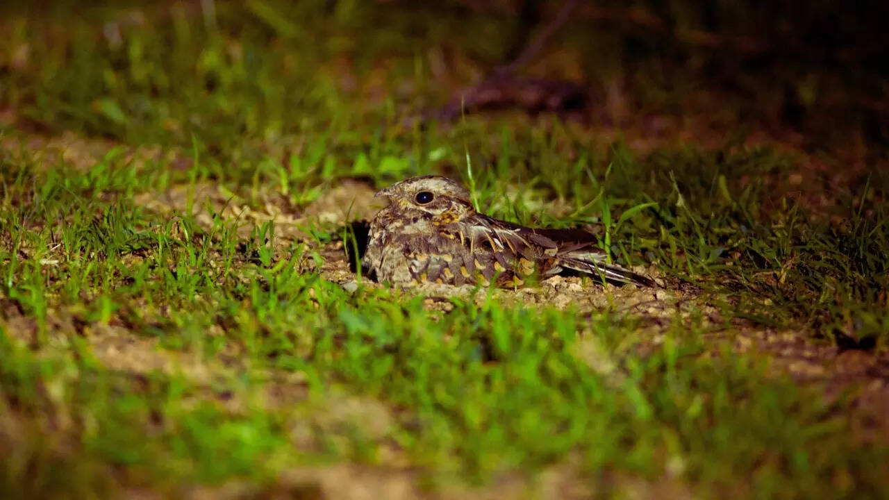 Meet 7 birds of Indian forests that are also masters of camouflage