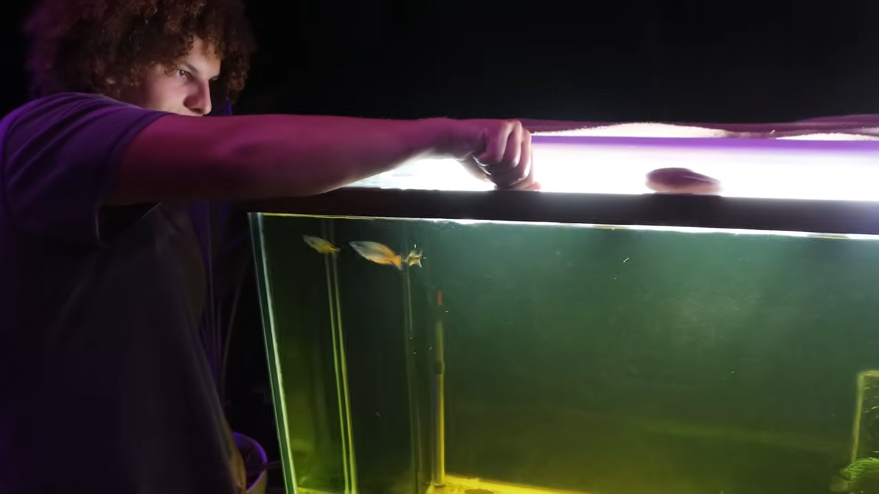 Netting rare exotic aquarium fish!