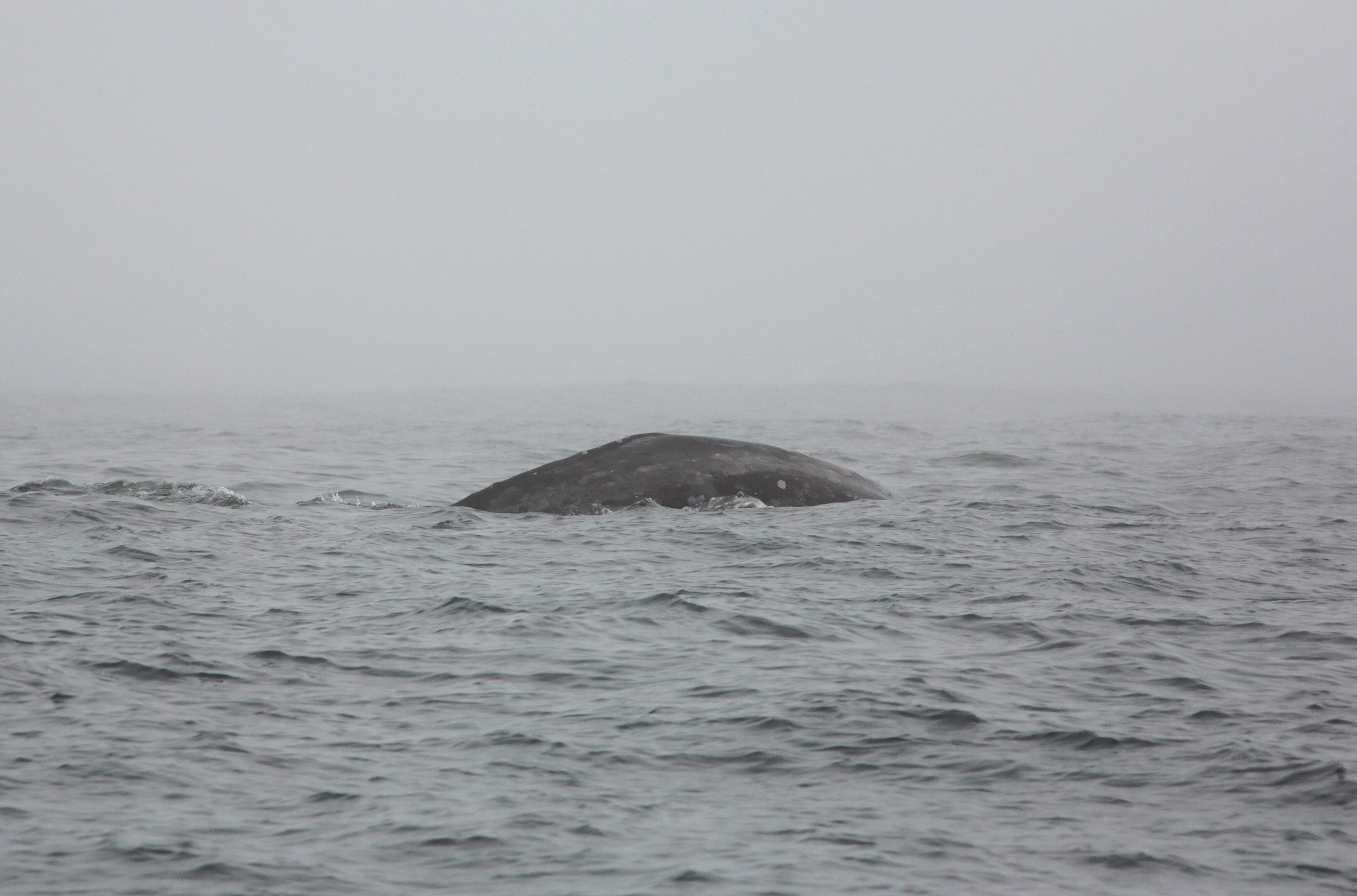 The longest whale migration in the world is passing Oregon. Here’s how ...