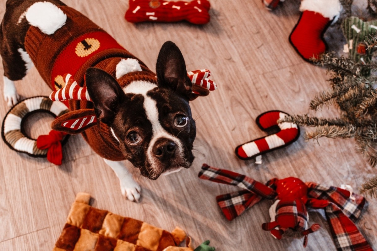 Boston terrier helps mom decorate the Christmas tree in the cutest ...