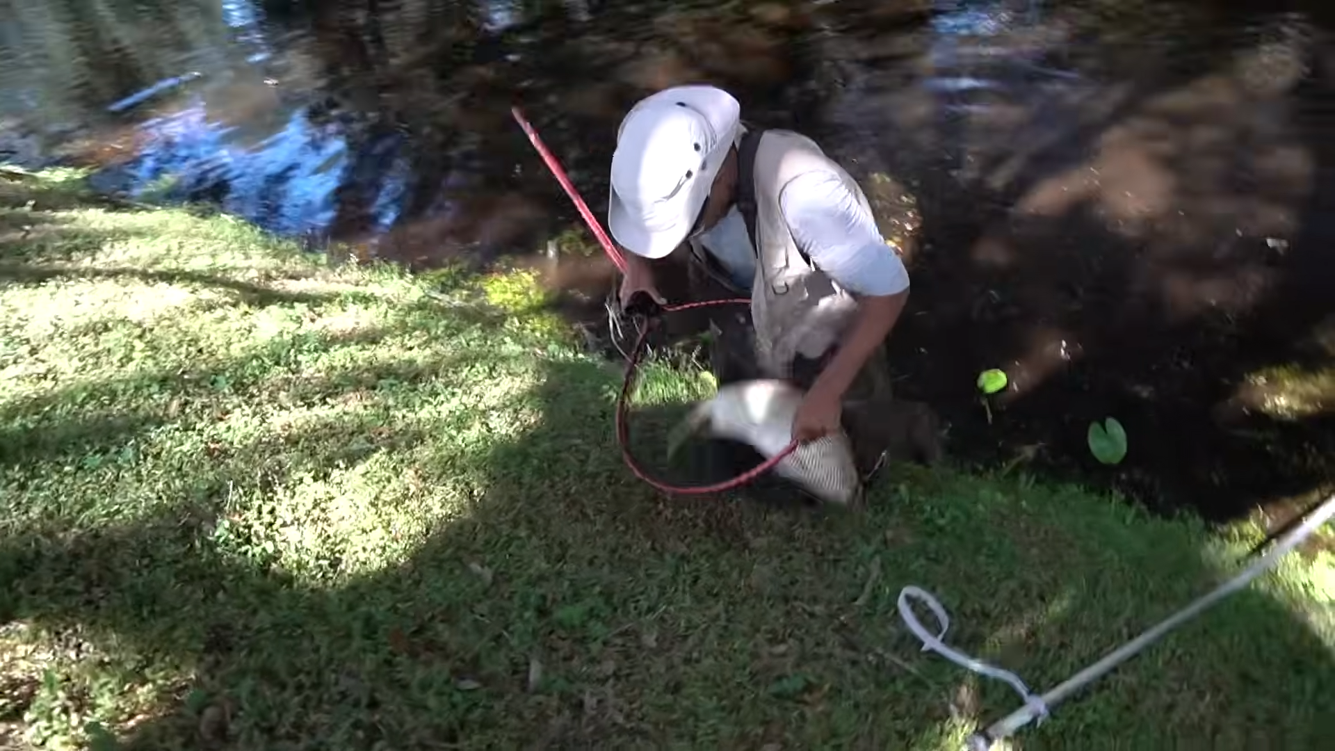 We found a huge albino fish stuck in quicksand