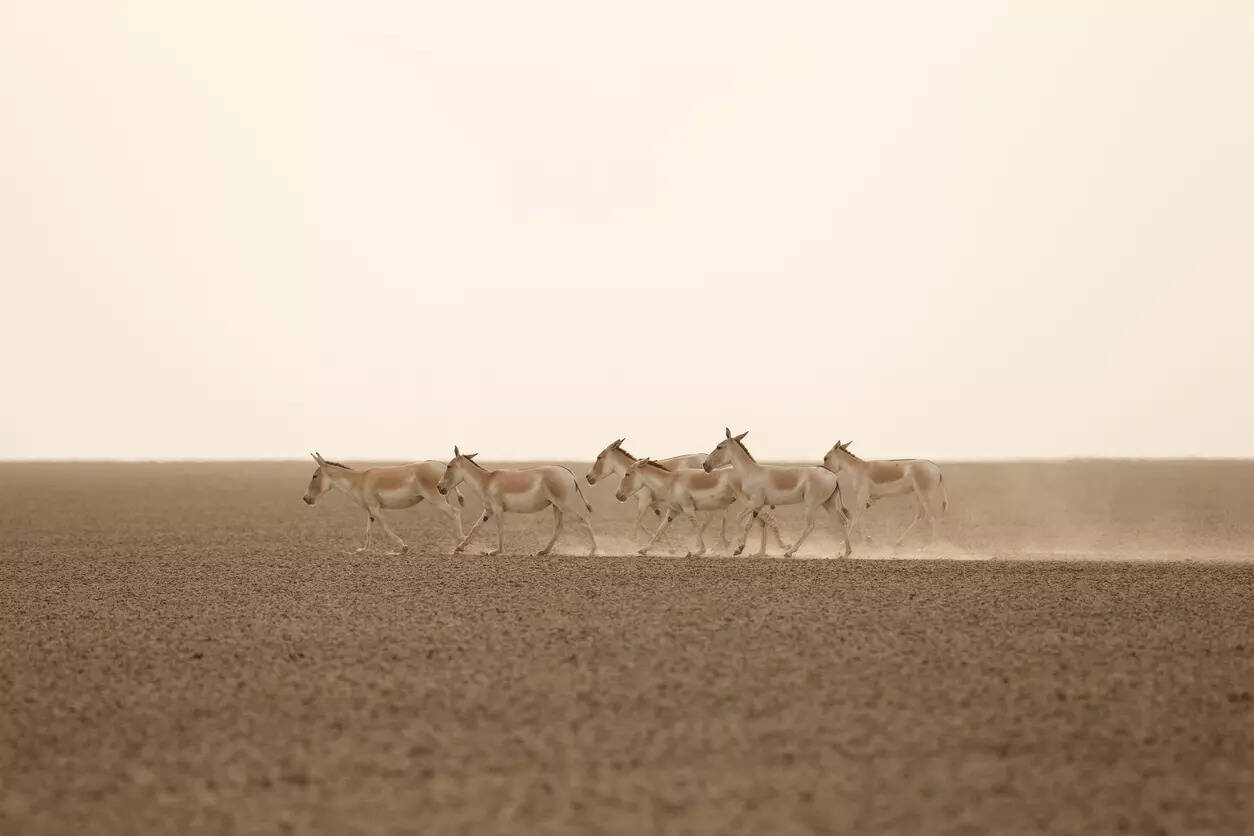 8 iconic wildlife reserves in India where the tiger is not the star ...