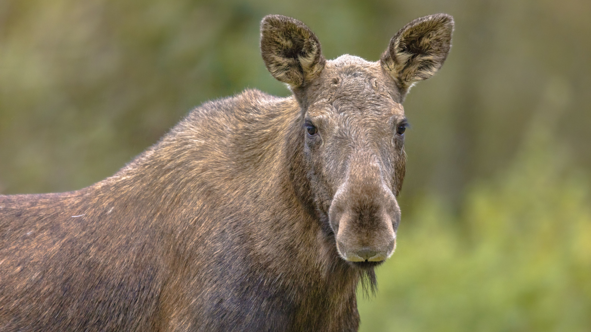 Wildlife warning signs humans should never ignore