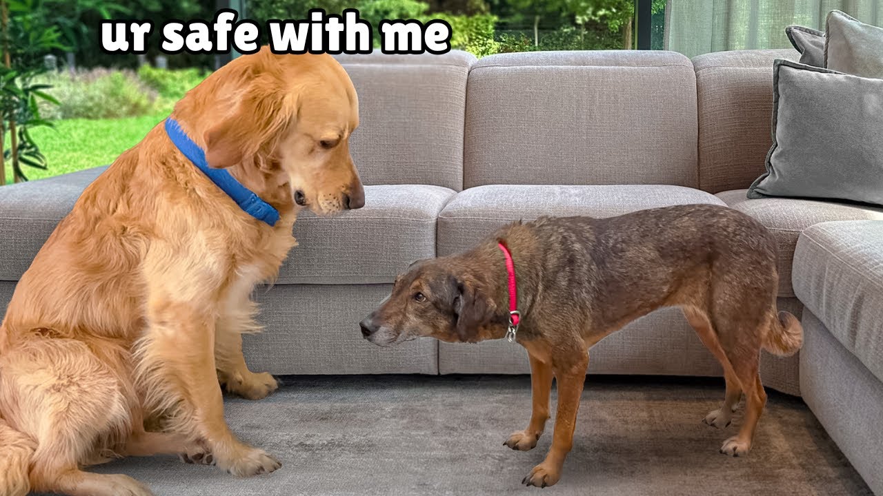 Golden retriever meets terrified rescue for the first time