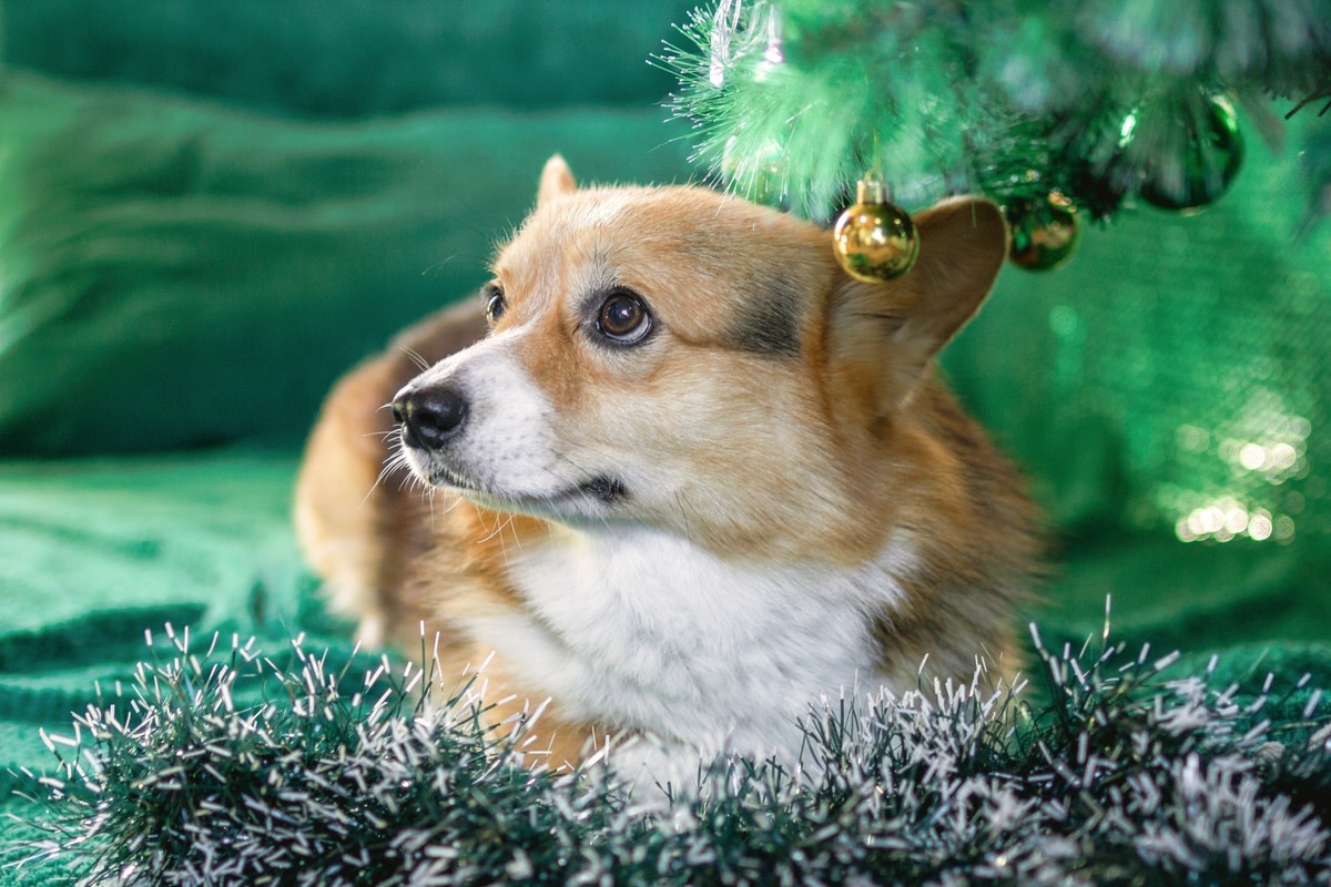 Generous corgi keeps dropping little 'gifts' by family's nativity scene ...