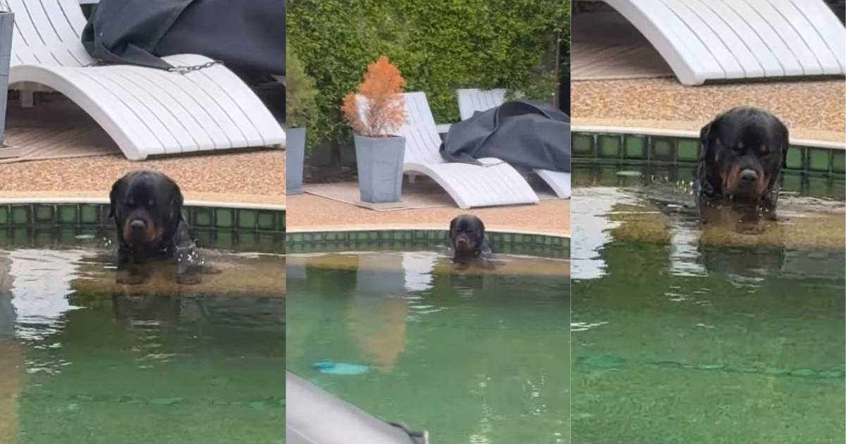 Video: Rottweiler proves pool is life despite being completely exhausted