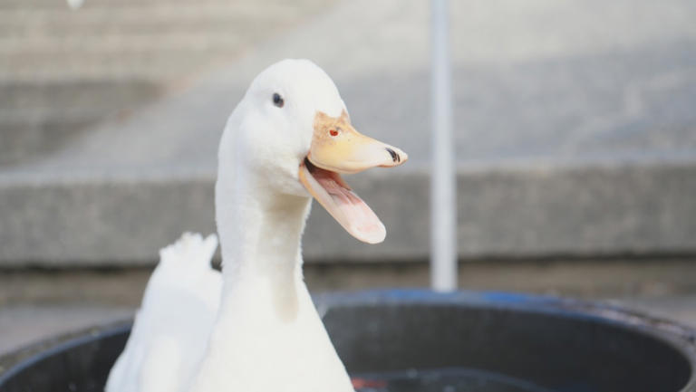 Duck’s impressive audition for ‘longest quack’ deserves some kind of award